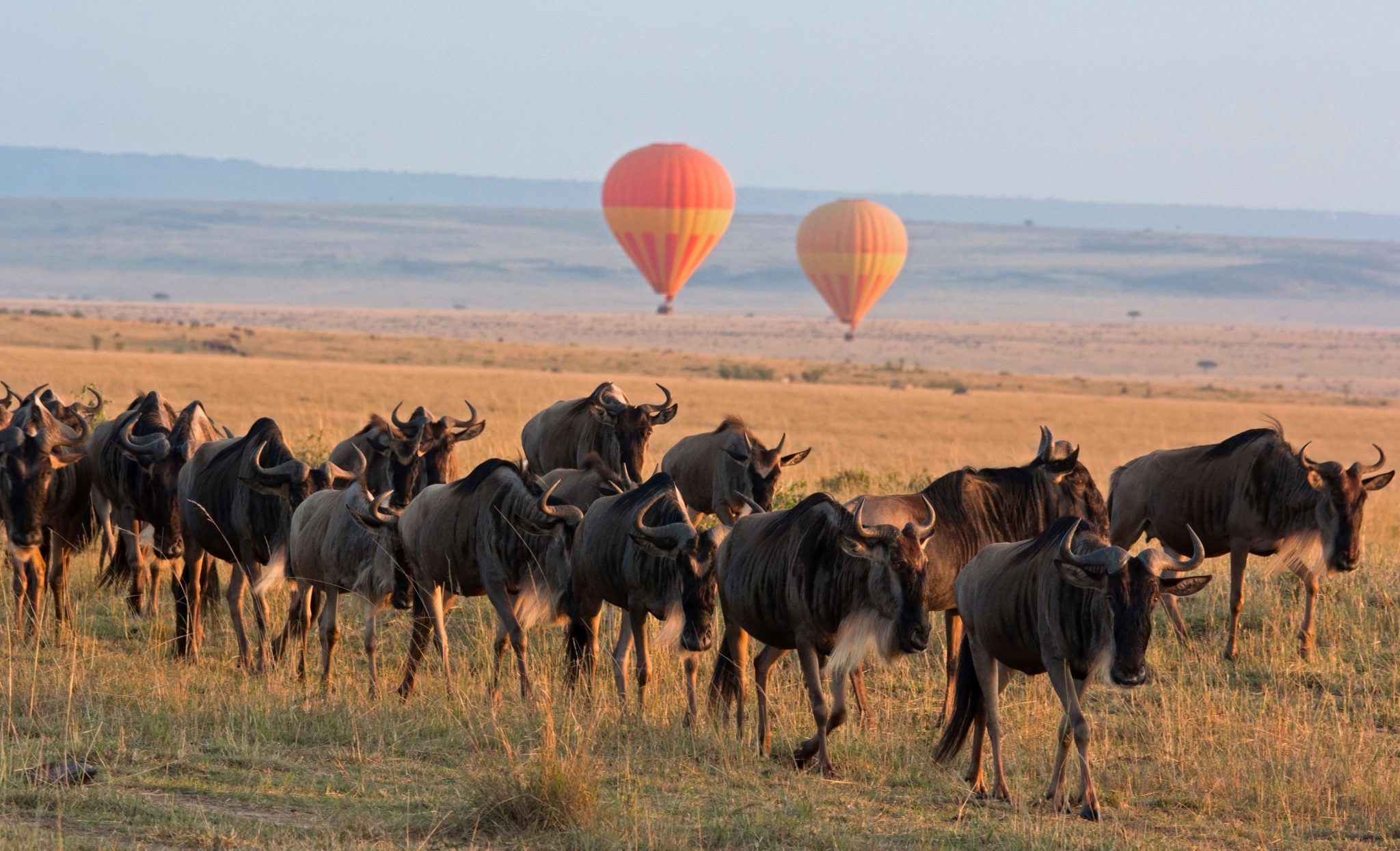 The Great Migration - And They're Off.... - African Portfolio